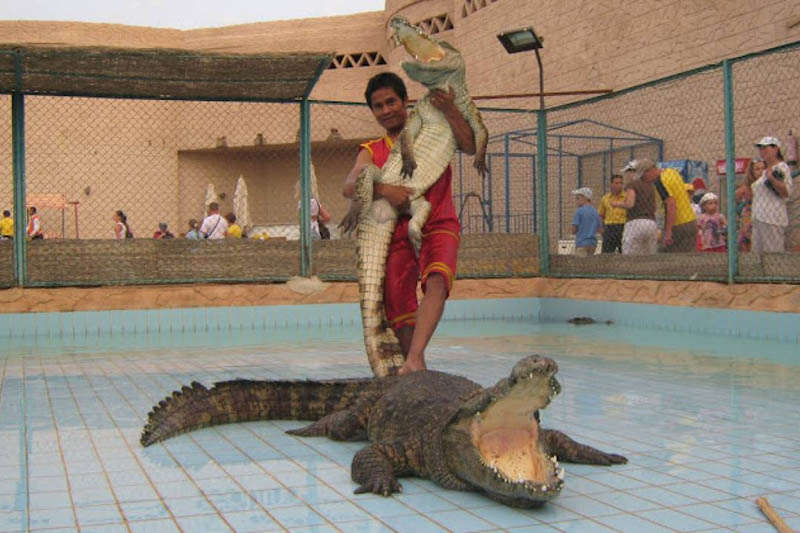 Crocodile & snake show in Sharm El sheikh - Candia Tours For Excursions ...